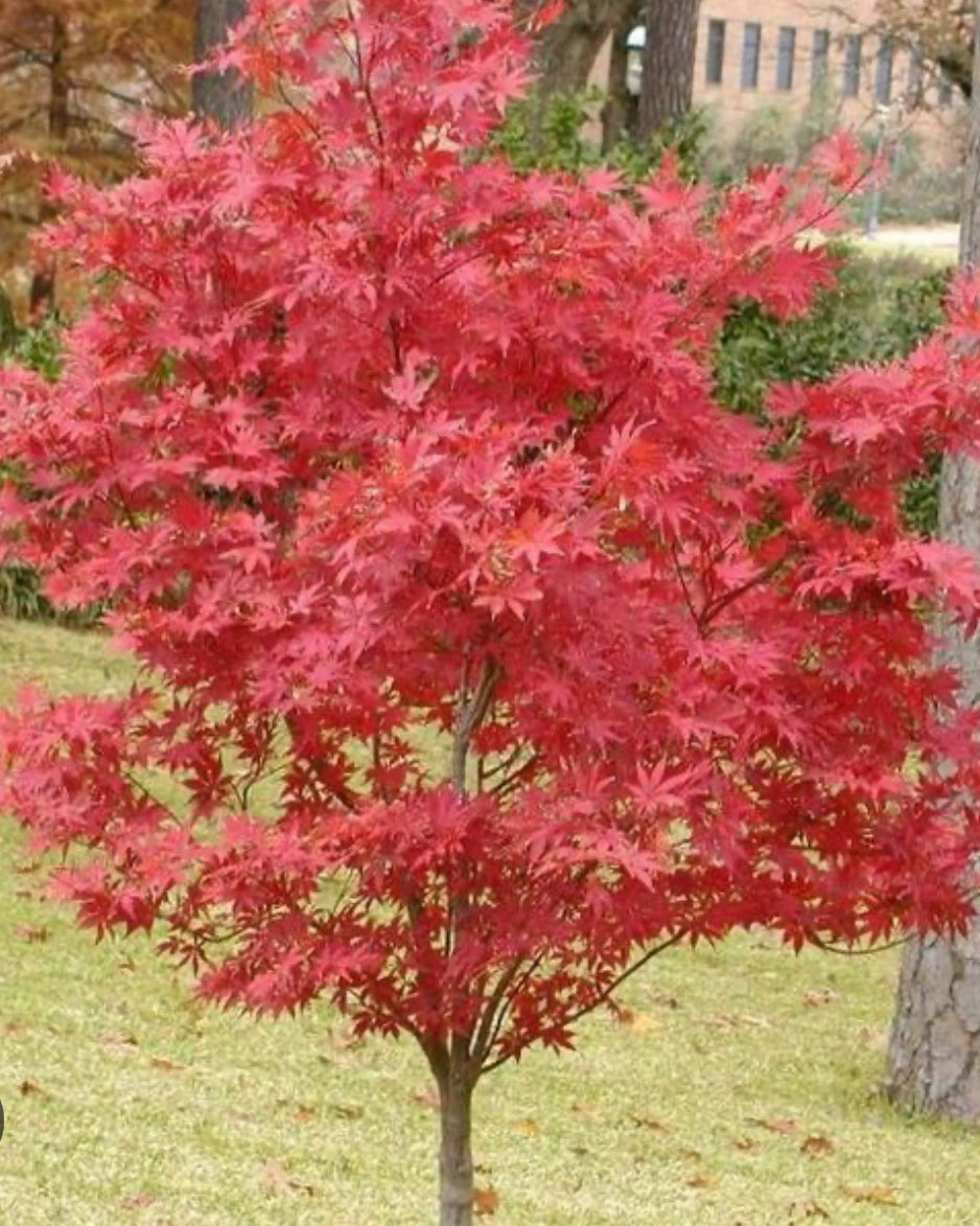 Acer japonico – Vivero Casa Planta