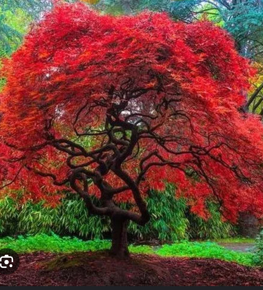 Acer japonico – Vivero Casa Planta