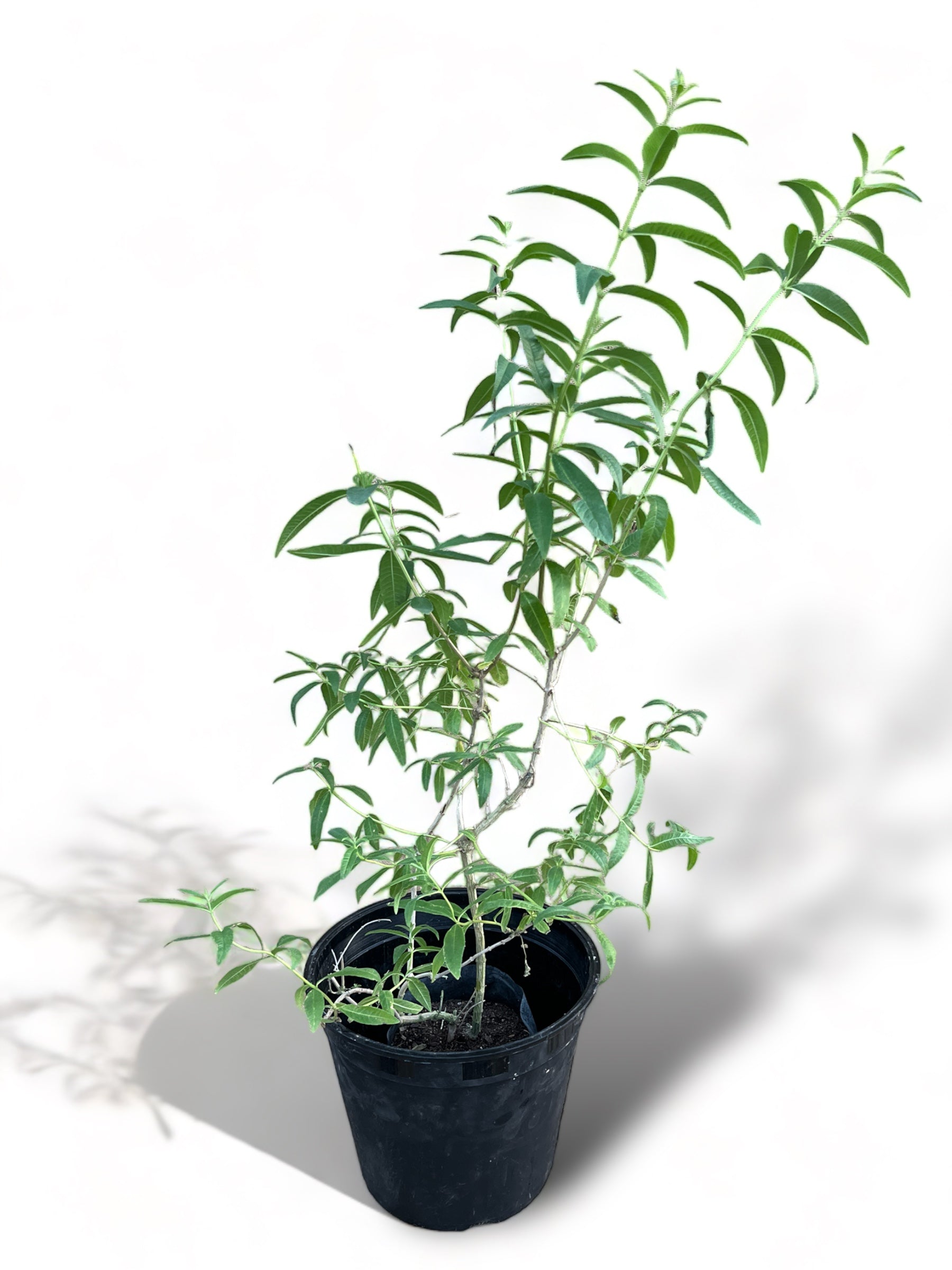 Plantas de Exterior – Vivero Casa Planta