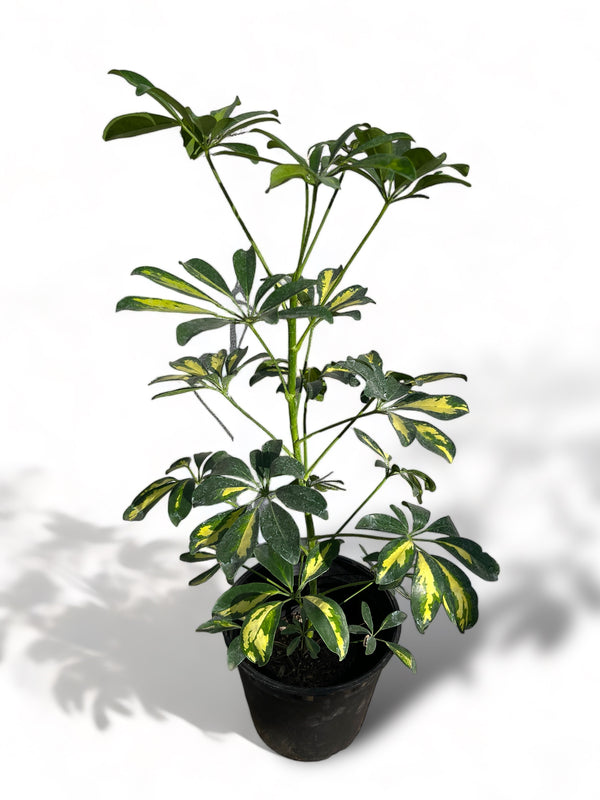 Chiflera – Vivero Casa Planta